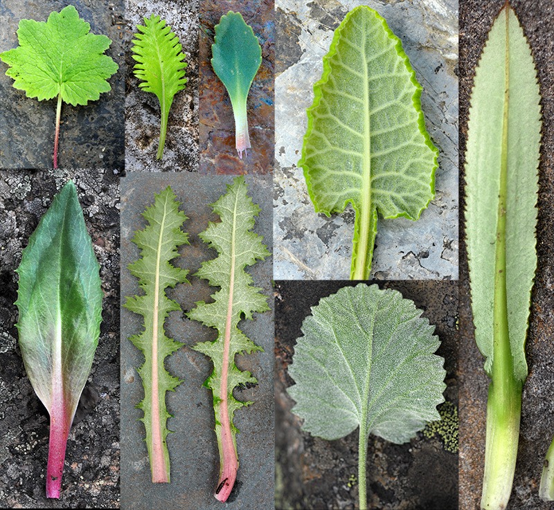Primula Leaf Glossary ~ Primula World