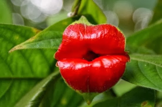 Hooker’s Lips – The World’s Most Kissable Plant - Stunning Interesting ...