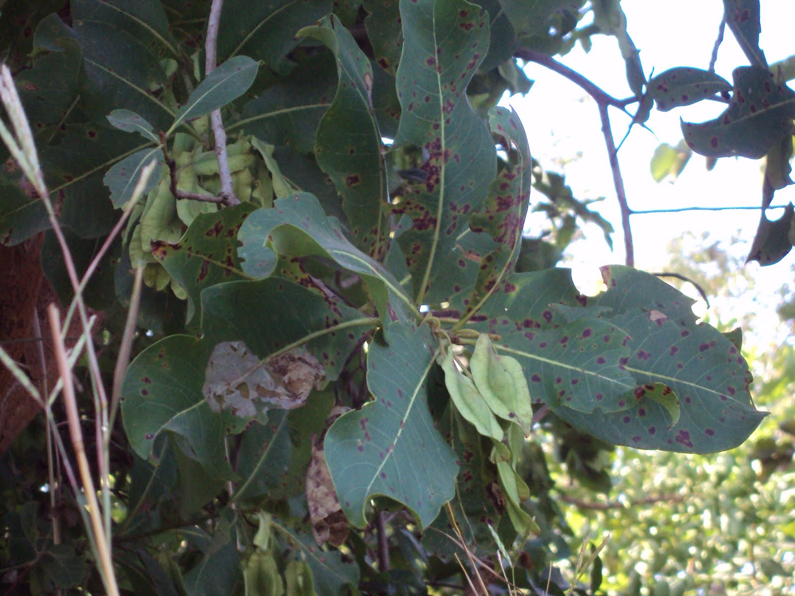 Gambia Nature: Terminalia macroptera - a common tree in our area