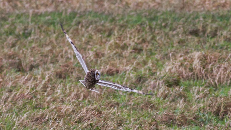 Barn Owl At Eldernell Cambridgeshire