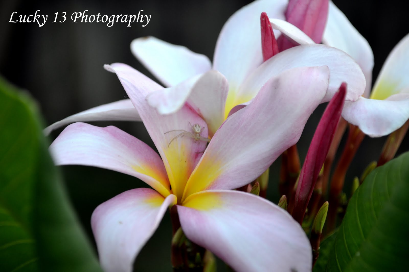 Lucky 13 Photography: Nila's Secret Garden