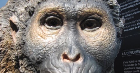 Paleo Vertebrados: Descripción cráneo Pierolapithecus Catalaunicus