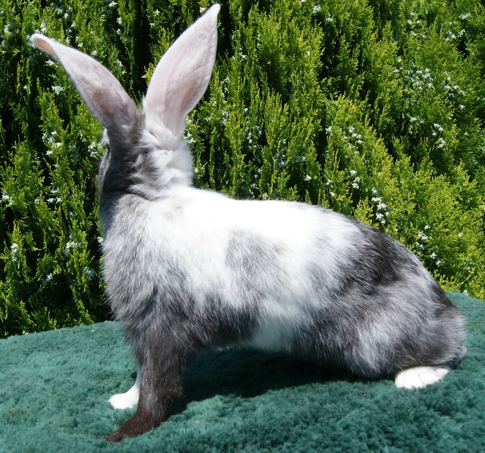 Fuzzibutt's Rabbitry: Black Magpie Harlequin Junior Doe