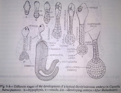 Post-fertilization changes within the Ovule-digieduco
