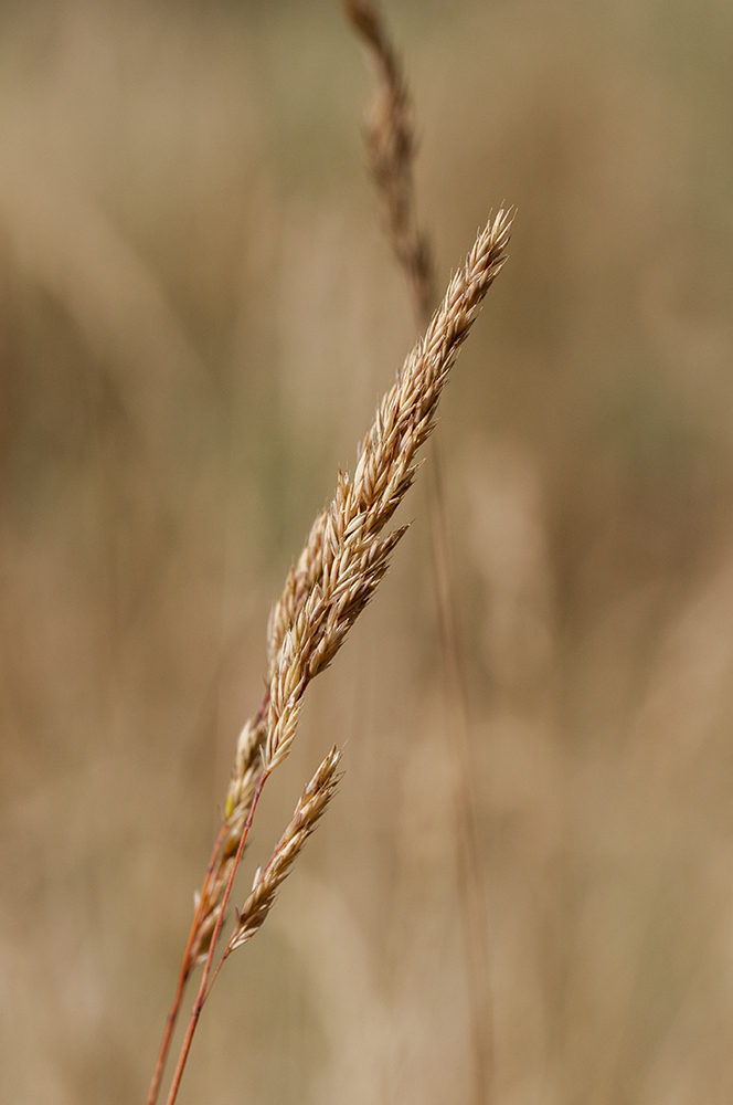 Lengyel Attila kutatói blogja: Csenkeszek a Tecén