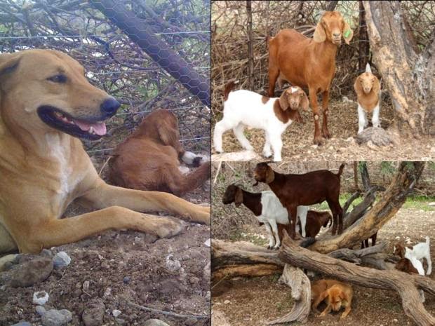 Indian Farms: How to Protect Your Goats from Predators