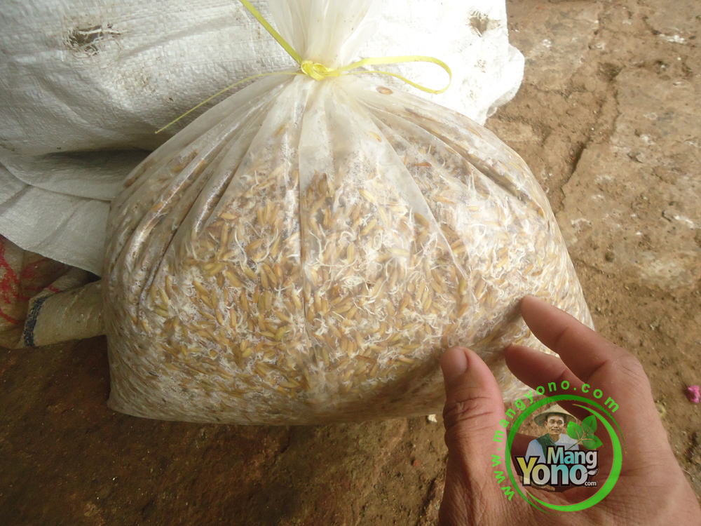 Semai Benih Padi SERTANI-1 Modif di Sawah Tegalsungsang, Subang