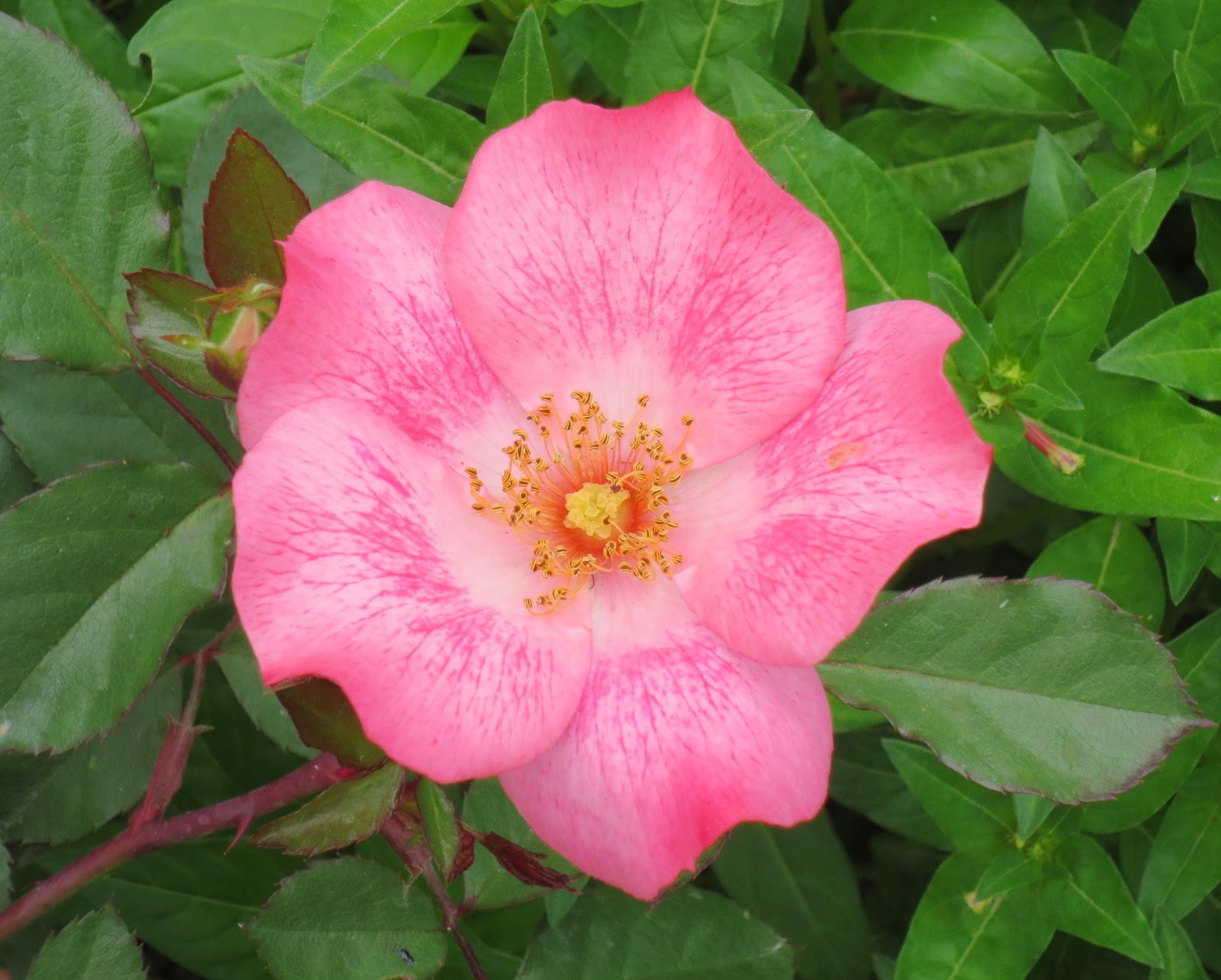 Late to the Garden Party: April Bloom Day