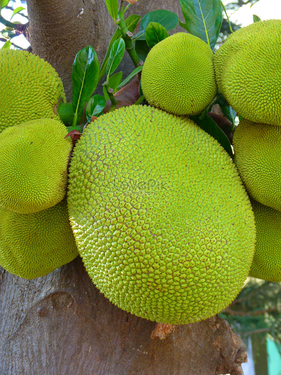 Yaca | Artocarpus heterophyllus - Mundo Hispánico™