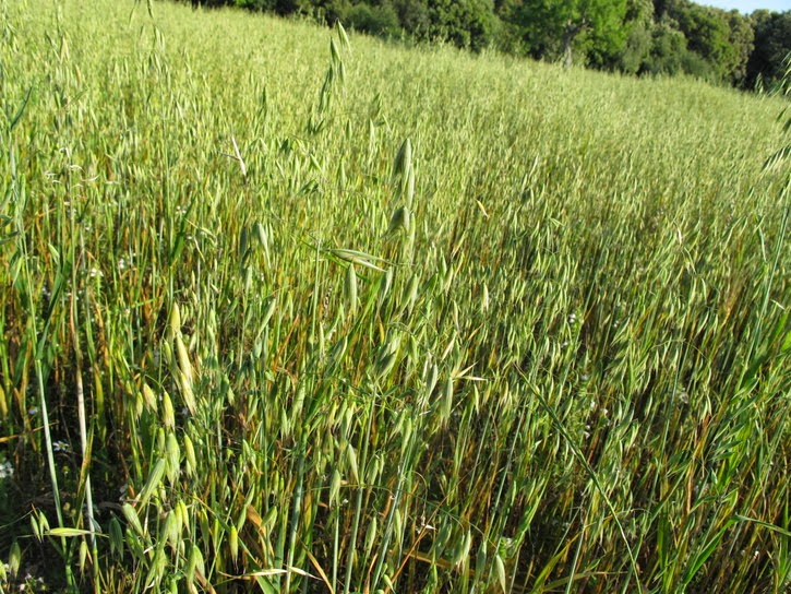 Pulitissima: IL FALASCO