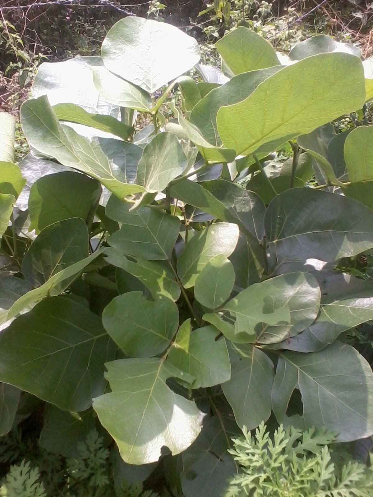 Panchavati Organic Farm: Week of Dec 3 - Dec 4