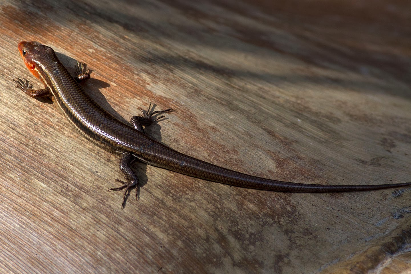 Ann Brokelman Photography: Leucistic Dove, Brown Anole and Coal Skink ...