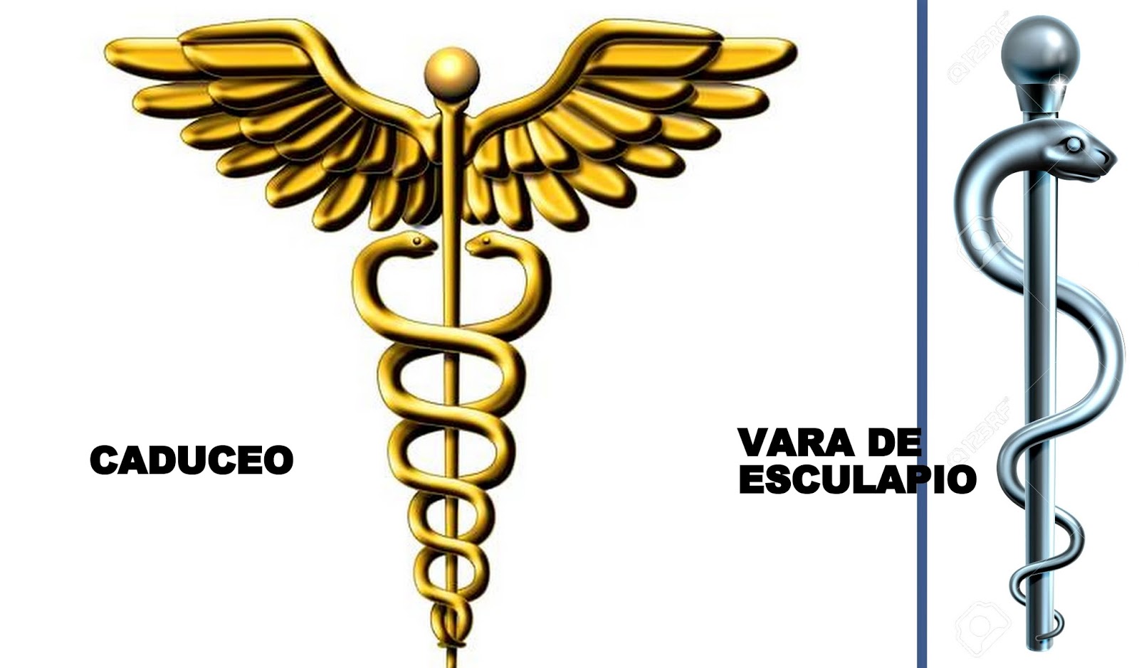 EL CADUCEO Y LA VARA DE ESCULAPIO