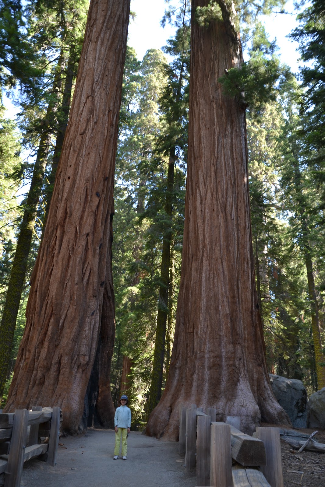 Famille Roussel Autour Du Monde: Sequoia National Park