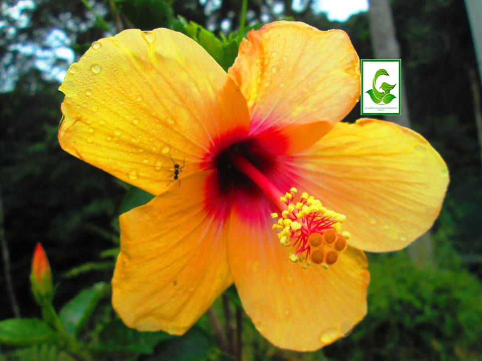 Seeds For Sale Online: HIBISCUS seeds / cuttings for sale