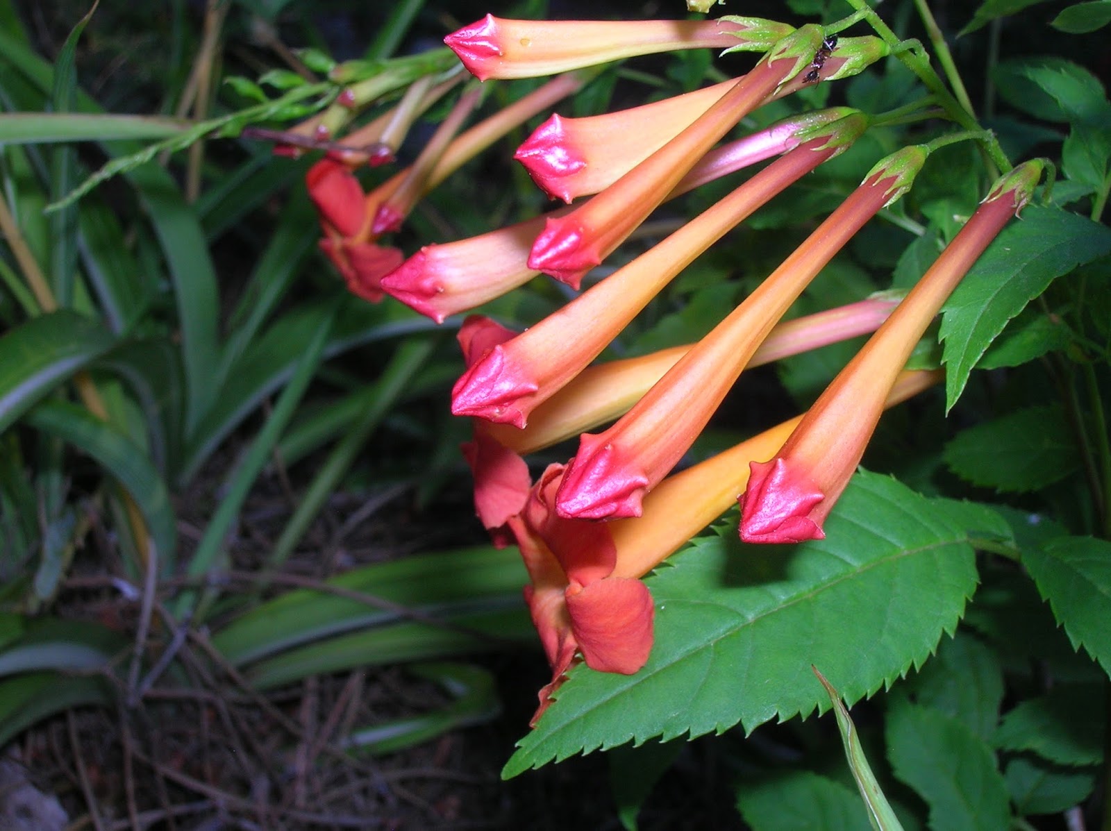 Recregarden: TECOMA FULVA SUBSP GARROCHA