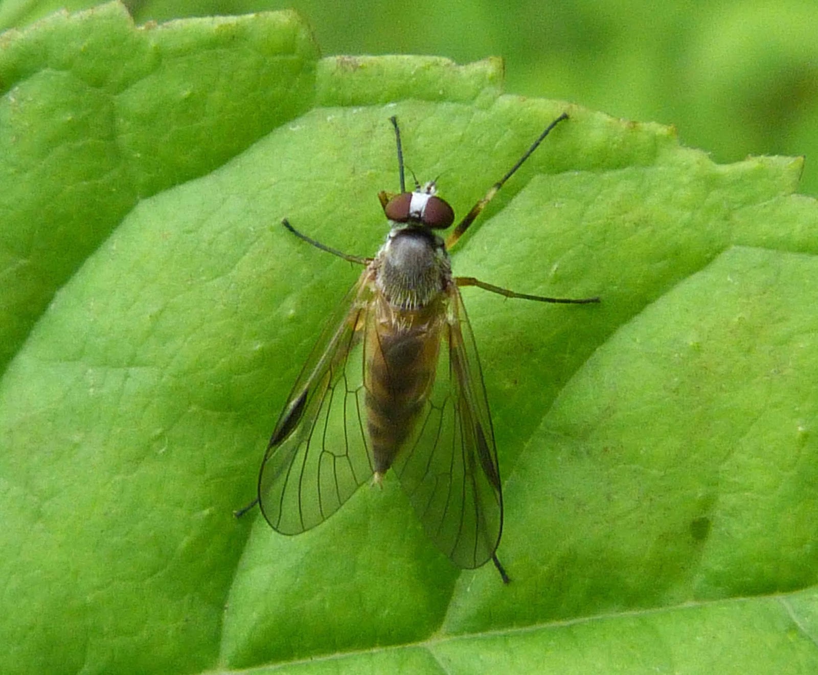 Insects of Scotland: Snipe Flies