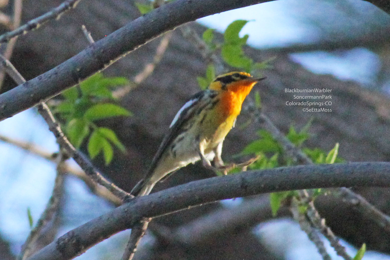 Colorful male Blackburnian Warbler in Colorado Springs