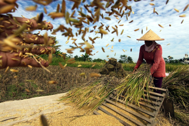 Pengertian Sandang, Pangan dan Papan