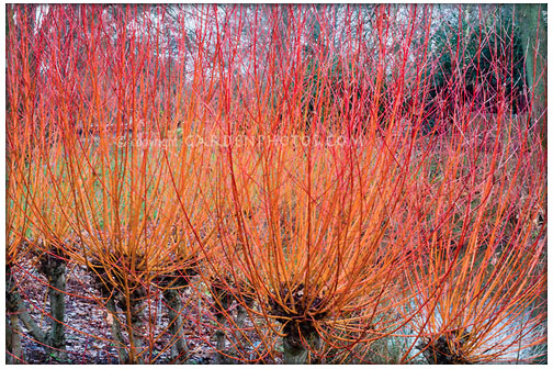 WILLOWWEAVERS TASMANIA: Willow In Perspective