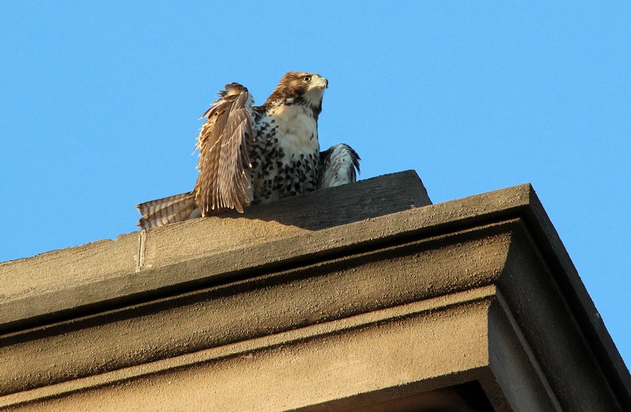 Hawkwatch at the Franklin Institute: Eat, Fly, Hunt, Hunt, Hunt - all day
