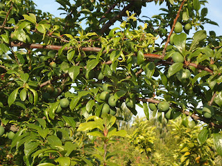Pratos da Bela: Árvores de fruto entre outros II...