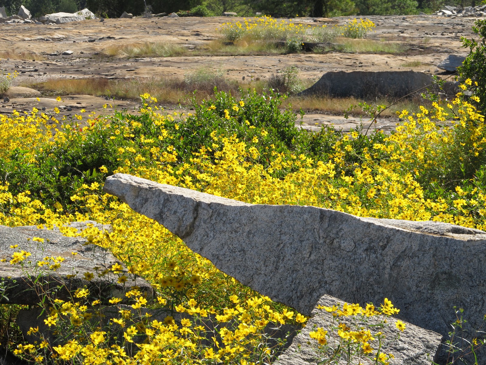 Georgia Girl With An English Heart: Arabia Mountain Yellow Daisies/Sunset