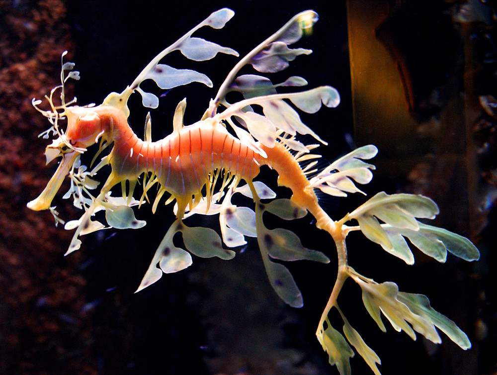 Males Give Birth - Sea Dragon
