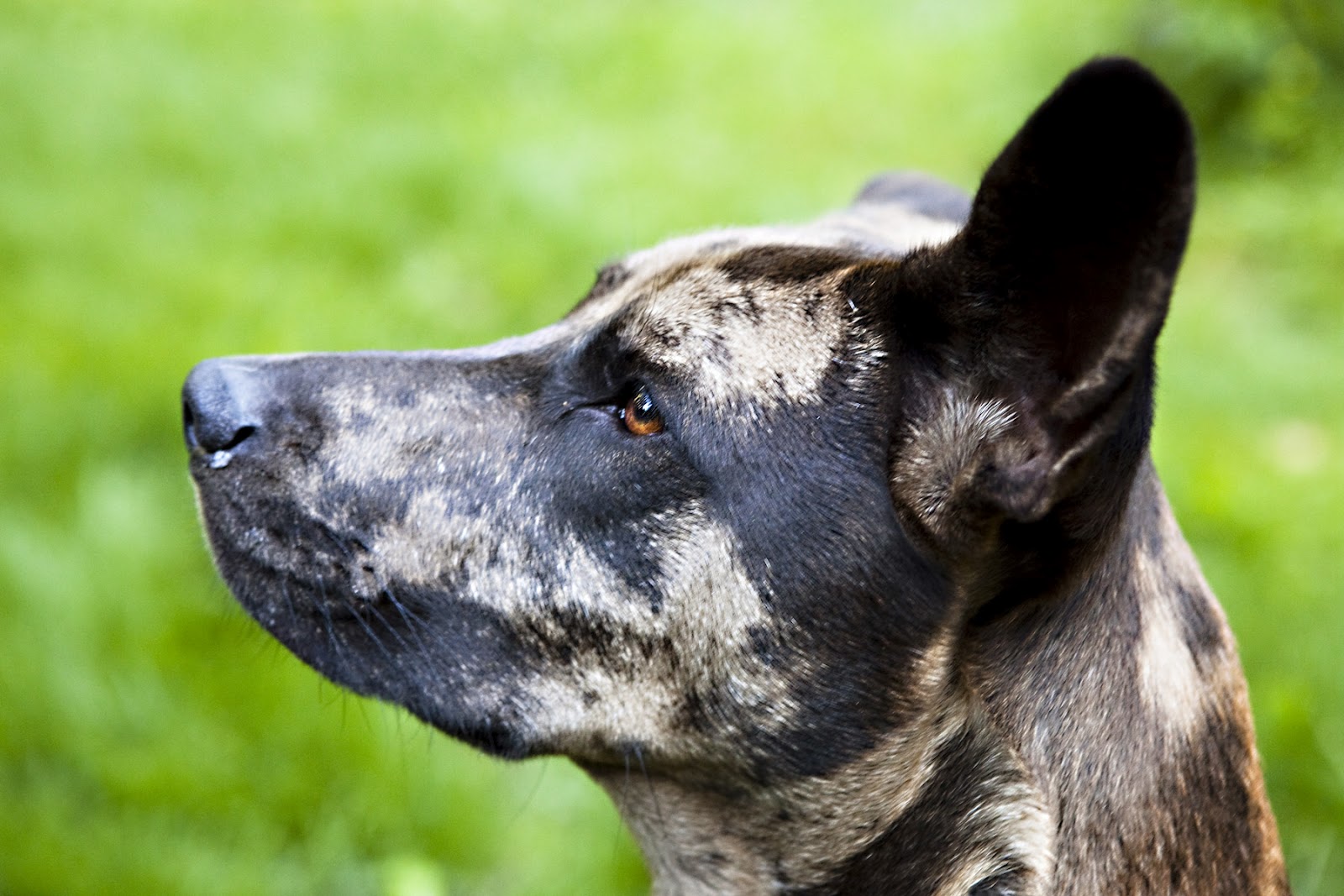 Extreme Dog Breeds: Catahoula Leopard Dog