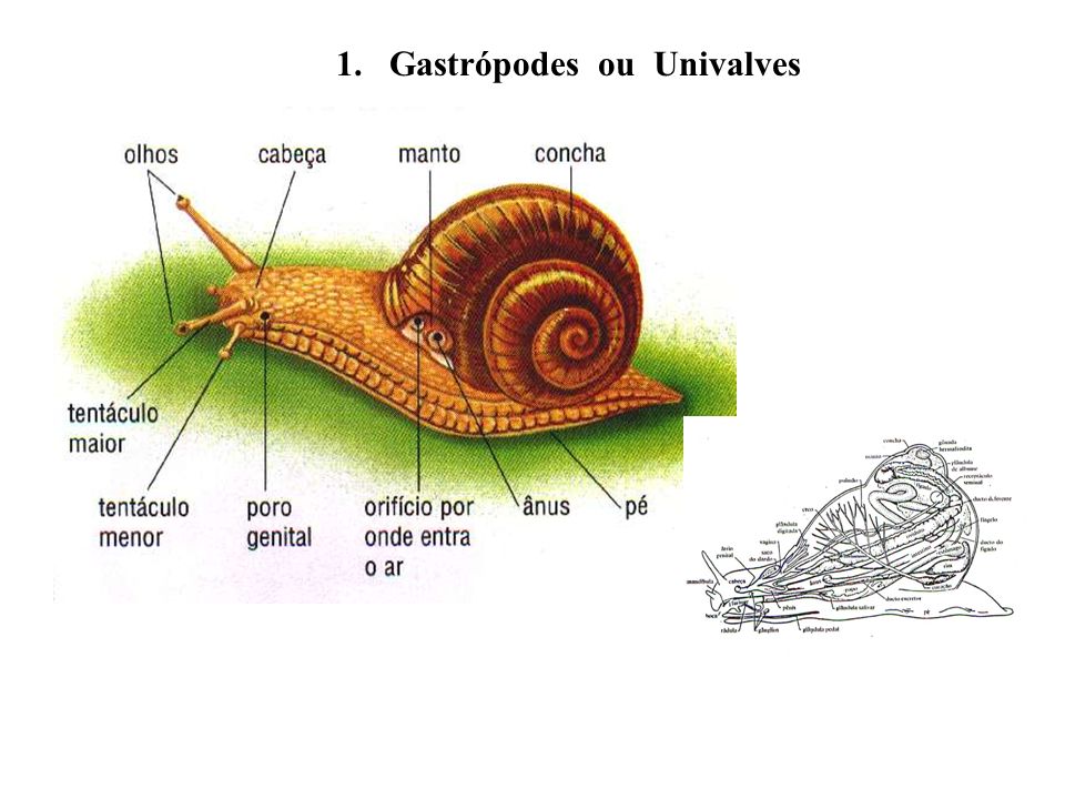 FILO MOLLUSCA