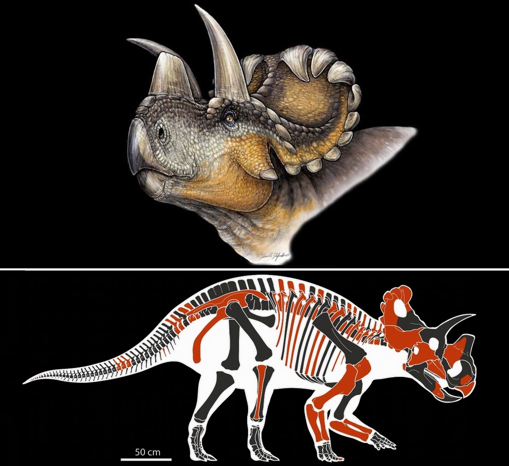Species New to Science: [Paleontology • 2015] Wendiceratops ...