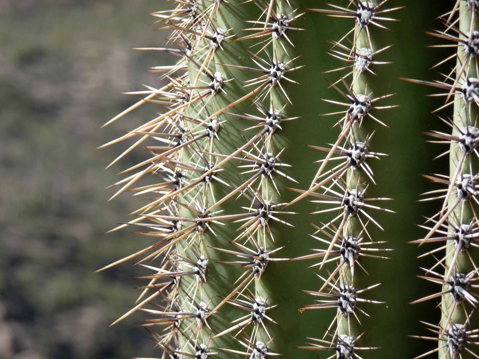 Desert Colors: Fall Colors