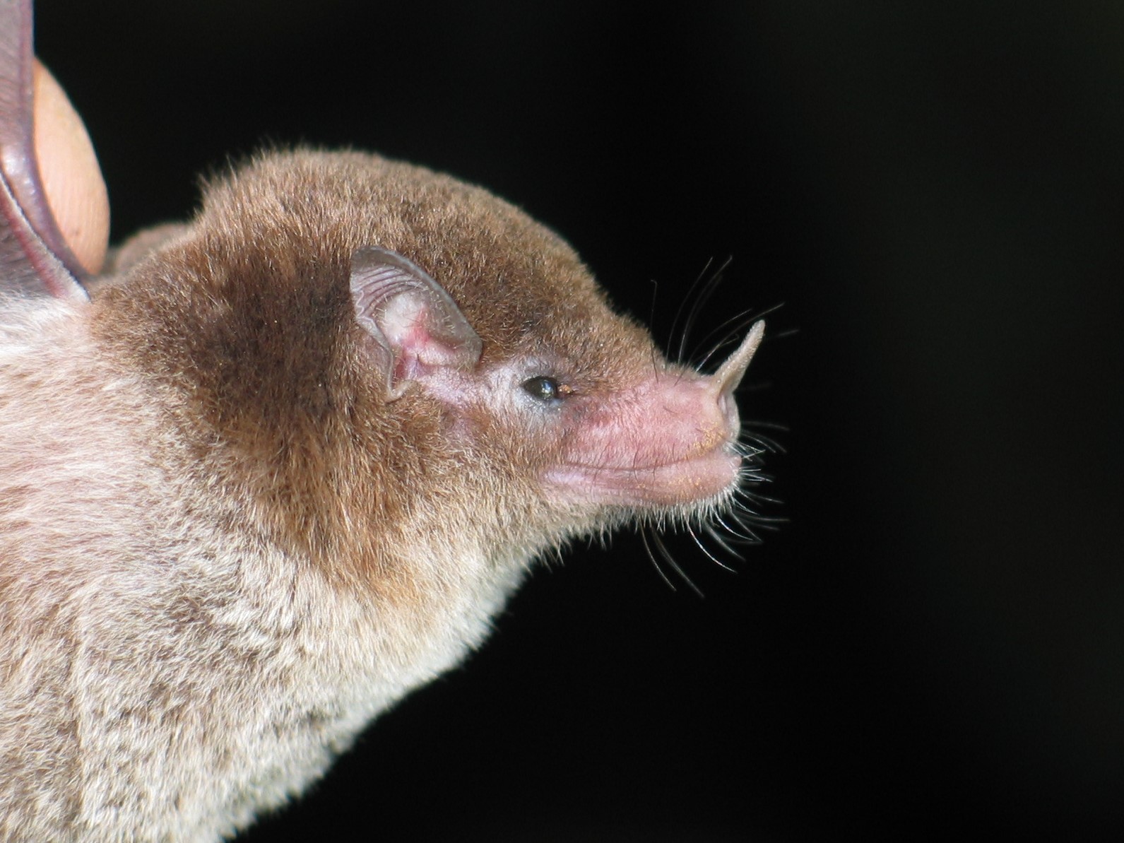 Fossil Matter: The Bats of Cuba