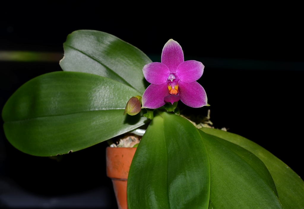Phal. Vio Vio - Orchid Board - Most Complete Orchid Forum on the web