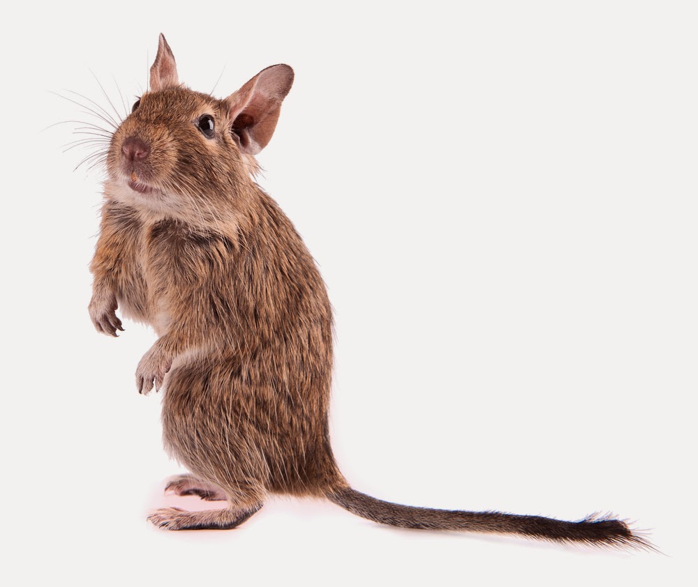 Exotic Nutrition Pet Company: More about pet Degus Exotic Nutrition