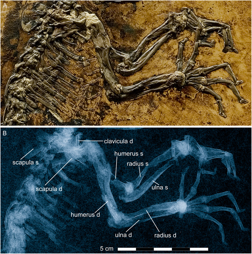 Evolutionary Vertebrate Zoology: Messel on Tour