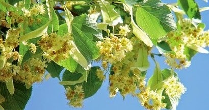 Teiul - copacul care vindecă și trupul și sufletul