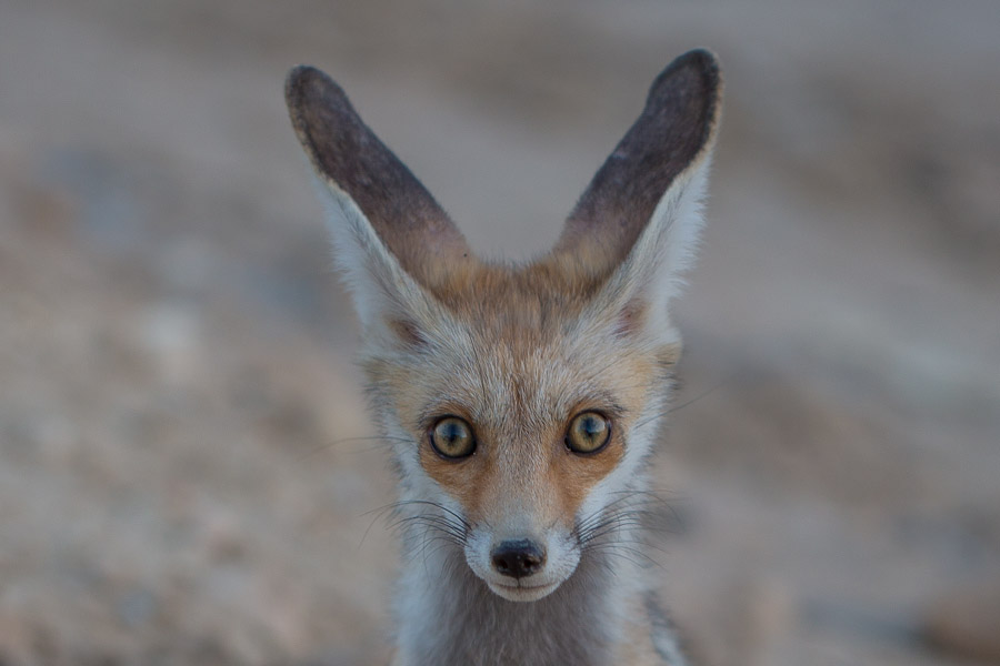 Birds of Saudi Arabia: A very close encounter with an Arabian Red Fox ...