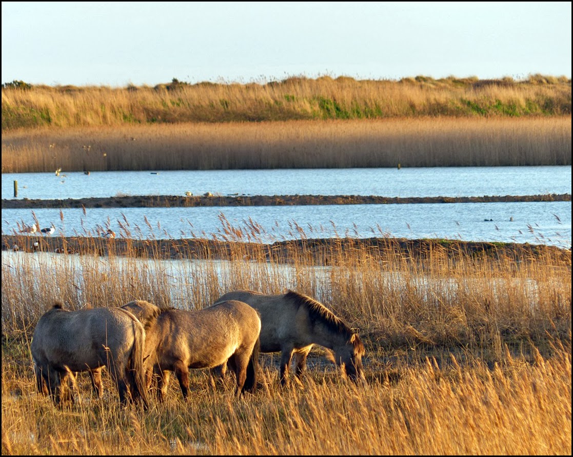 Wild and Wonderful: Nature Reserves ~ Sunset at RSPB Minsmere