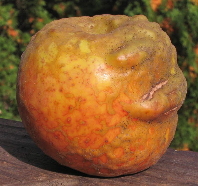 Adam's Apples: Knobbed Russet