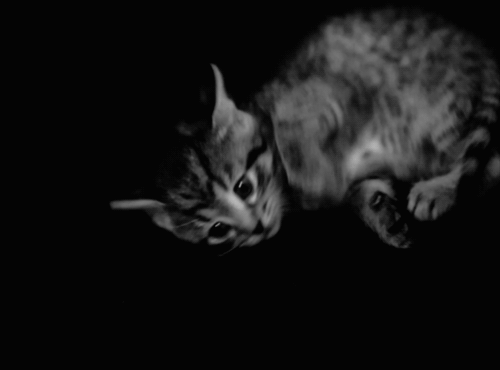 MUZAK-THE ONE AND ONLY: Cute Cats