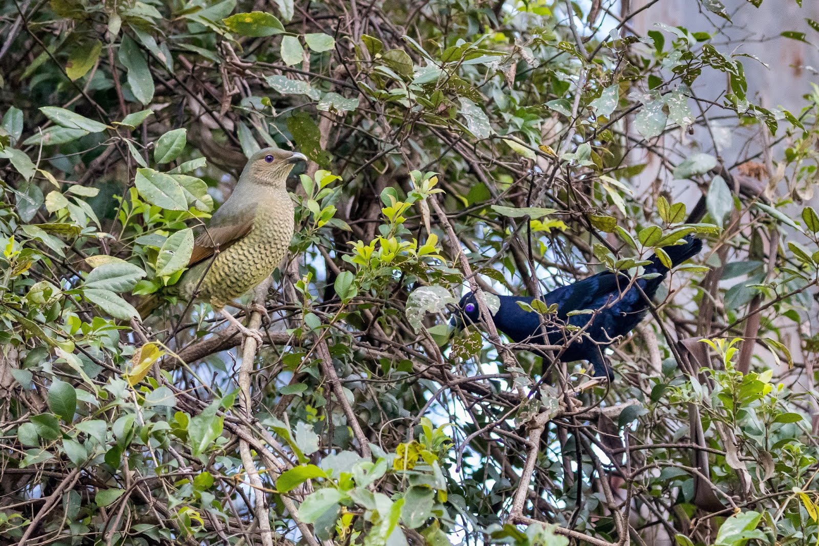 National Park Odyssey: Manna Gum Camping Area, Goomburra Section of ...
