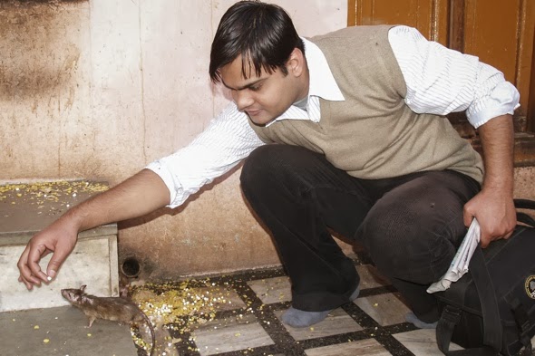 UFO mania: Inside India's rat temple where rodents are worshipped.