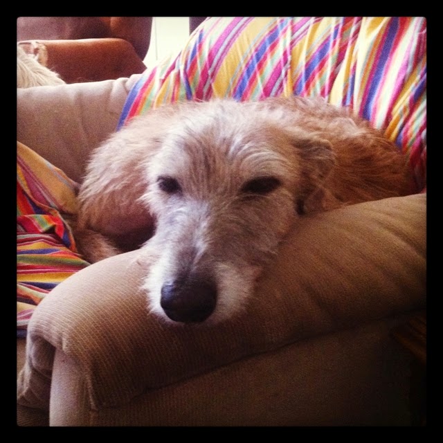 Irish Wolfhounds~Borzoi~Greyhounds~Rescue Dogs: Regal - Irish Wolfhound ...