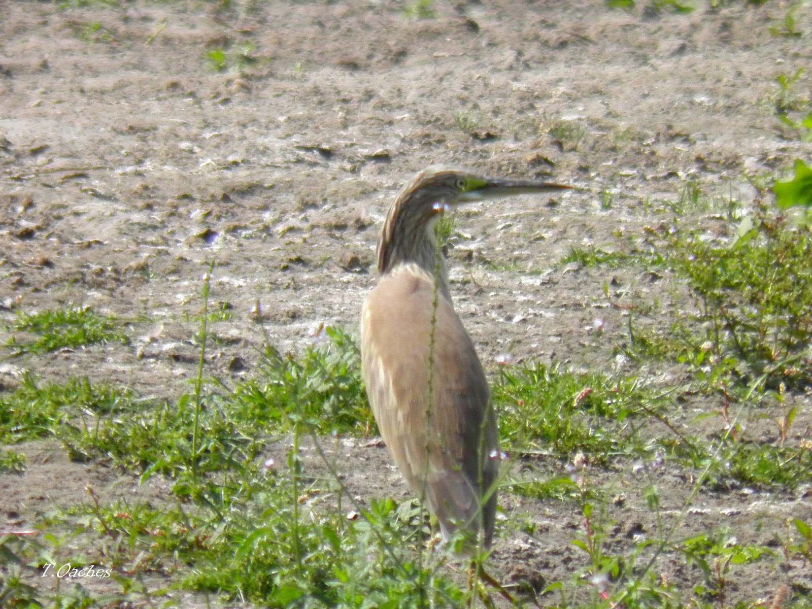 PASARI DIN ROMANIA: starc galben