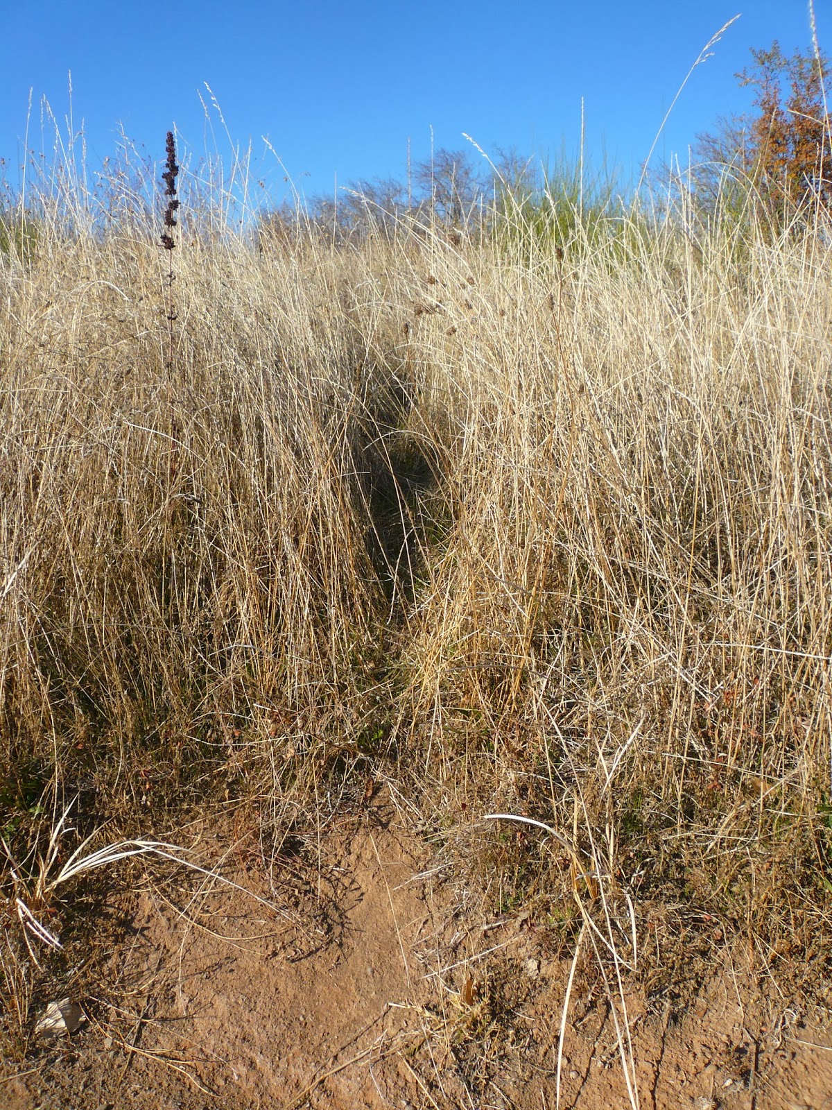Countryman: Foraging California's Wild Side: Snares and Traps from ...