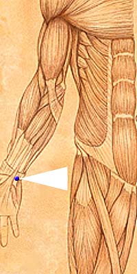 acuxo | Acupuncture Point Locations, Descriptions, and Actions: HE 7 ...