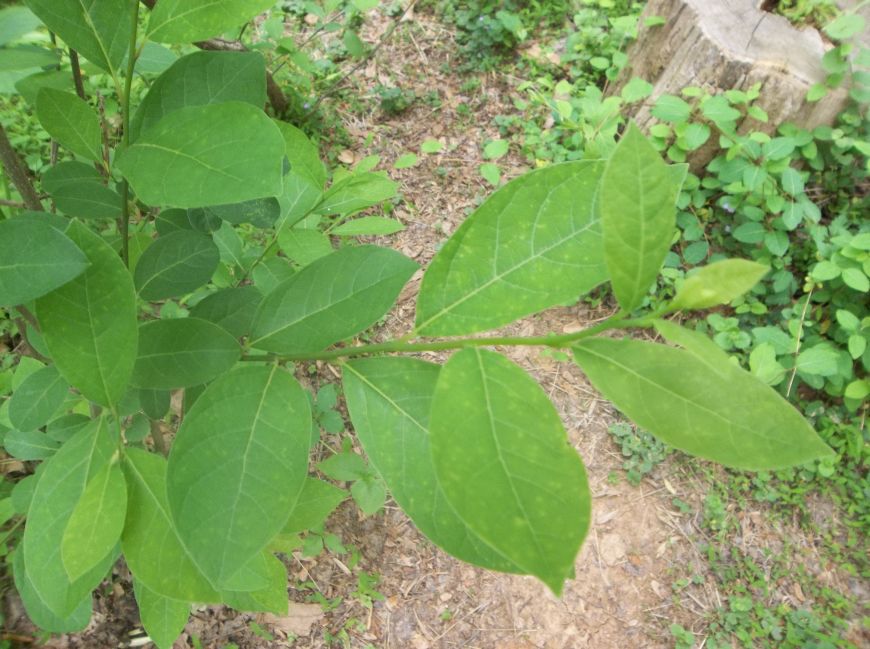 Future Plants by Randy Stewart: Spicebushes - The Lindera's