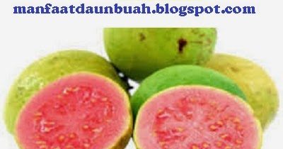 Manfaat Khasiat Jambu Biji Bagi Kesehatan Tubuh