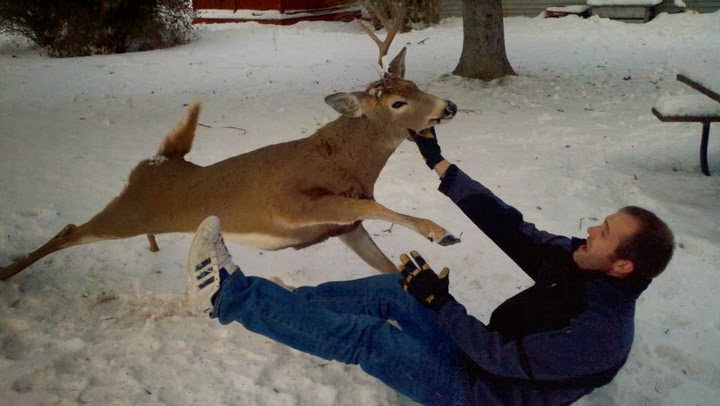 Cute Funny Animalz: Funny Deer New Pictures And Wallpapers 2014